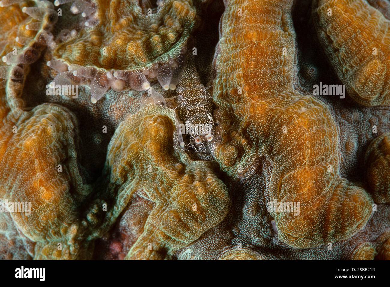 Pale Scorpion Shrimp (Metapontonia fungiacola) is perfectly camouflaged ...