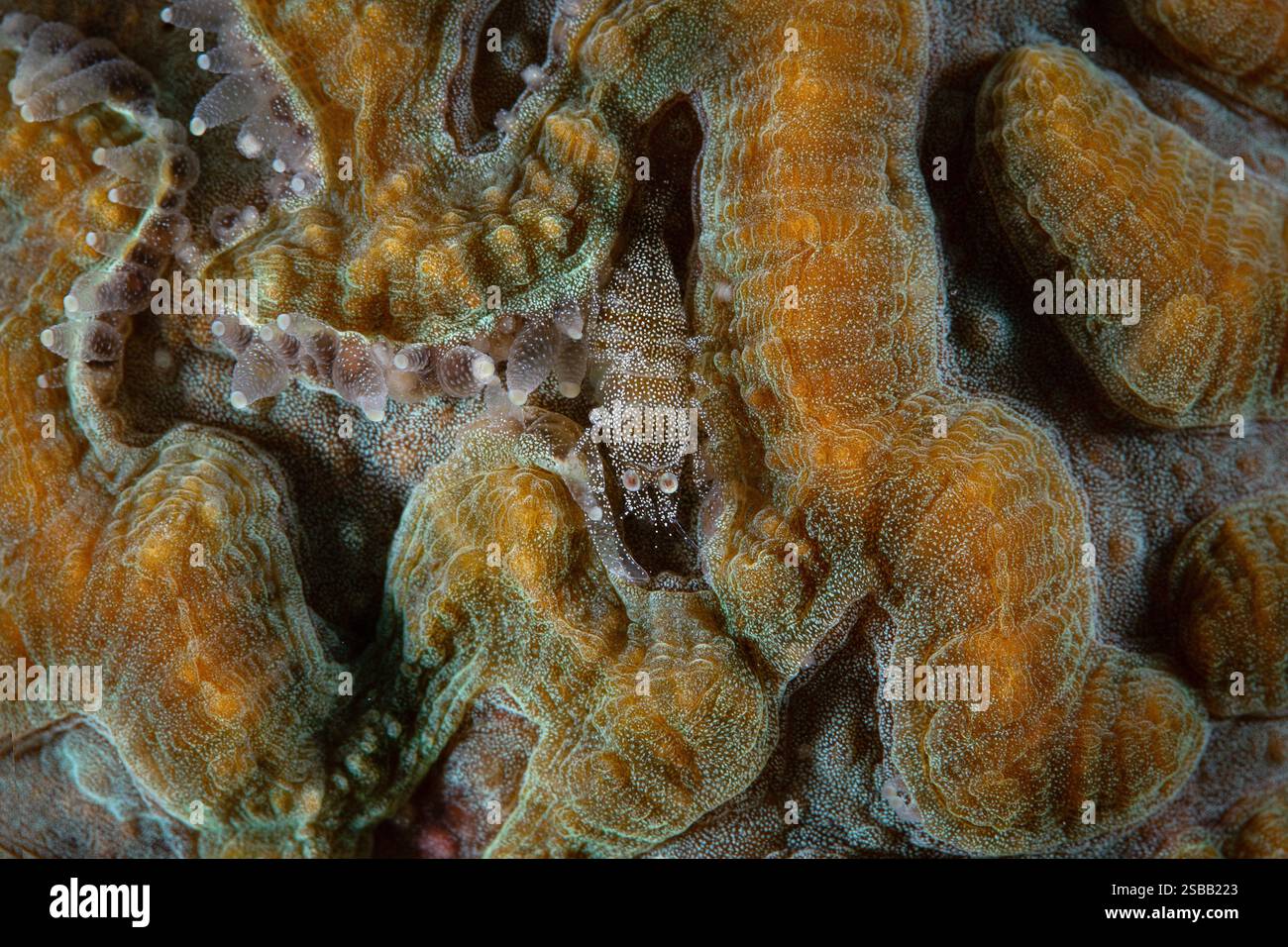 Pale Scorpion Shrimp (Metapontonia fungiacola) is perfectly camouflaged ...