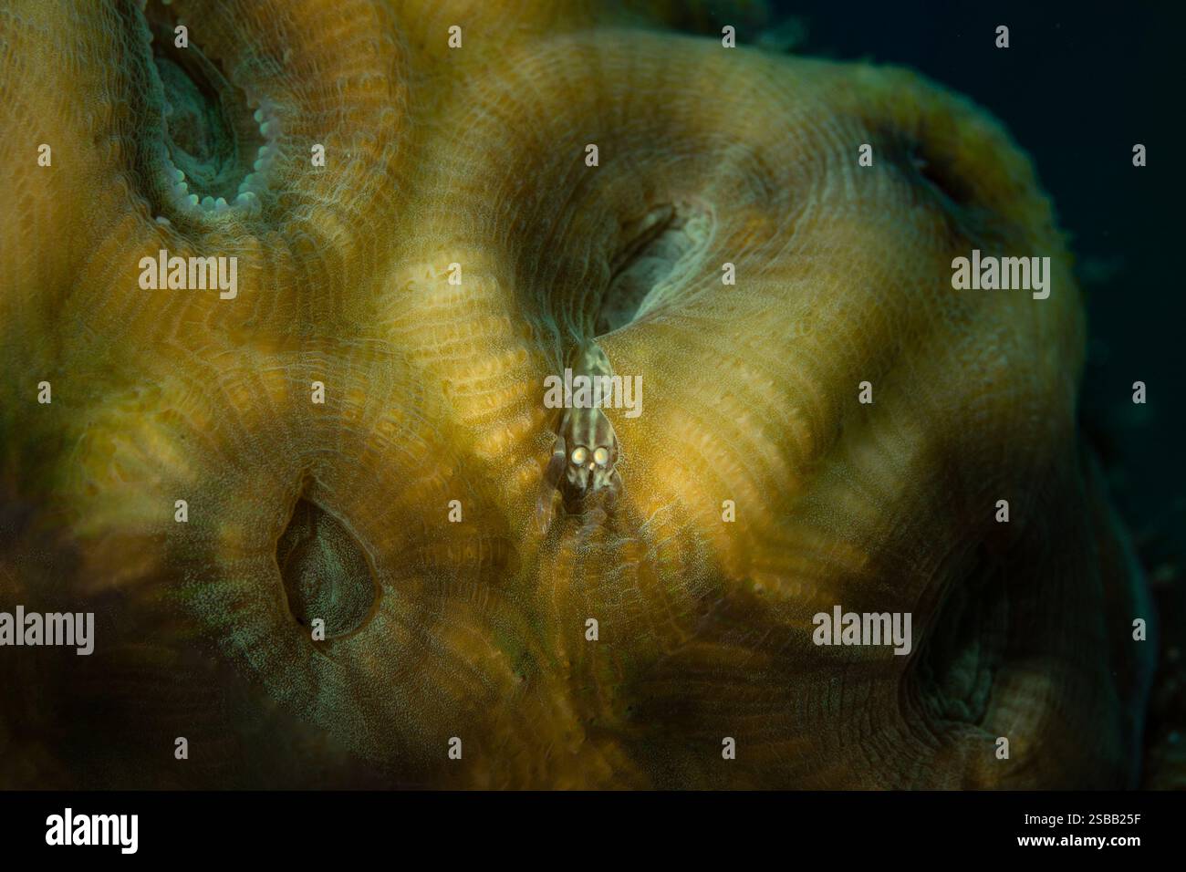 Top level master of camouflage. Pale Scorpion Shrimp (Metapontonia ...