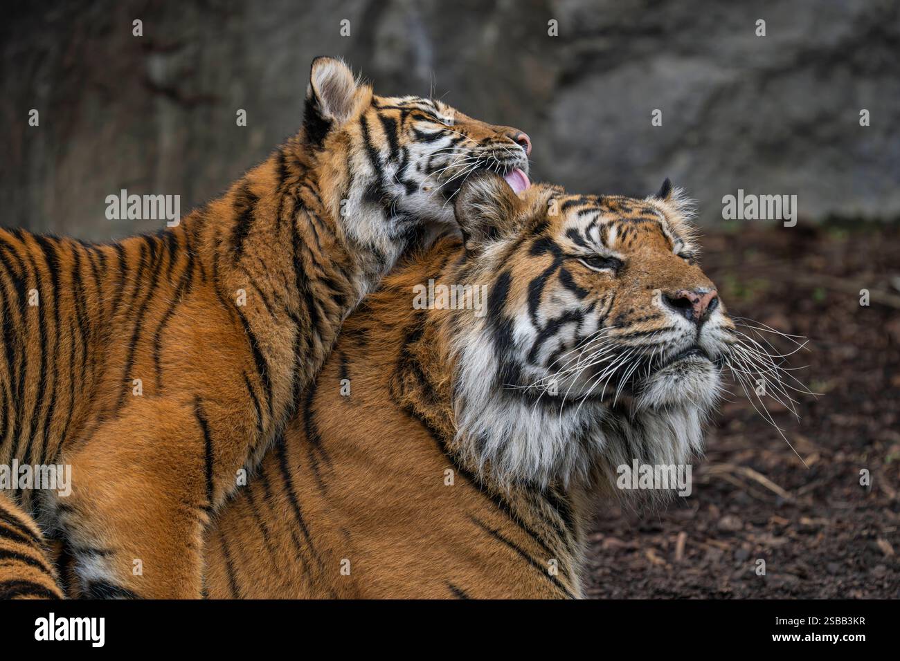 Eine Sumatra-Tigerin Panthera tigris sumatrae mit irem am 25.02.2024 geborenen Nachwuchs Im ...