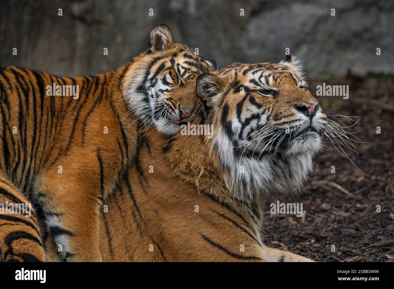Eine Sumatra-Tigerin Panthera tigris sumatrae mit irem am 25.02.2024 geborenen Nachwuchs Im ...