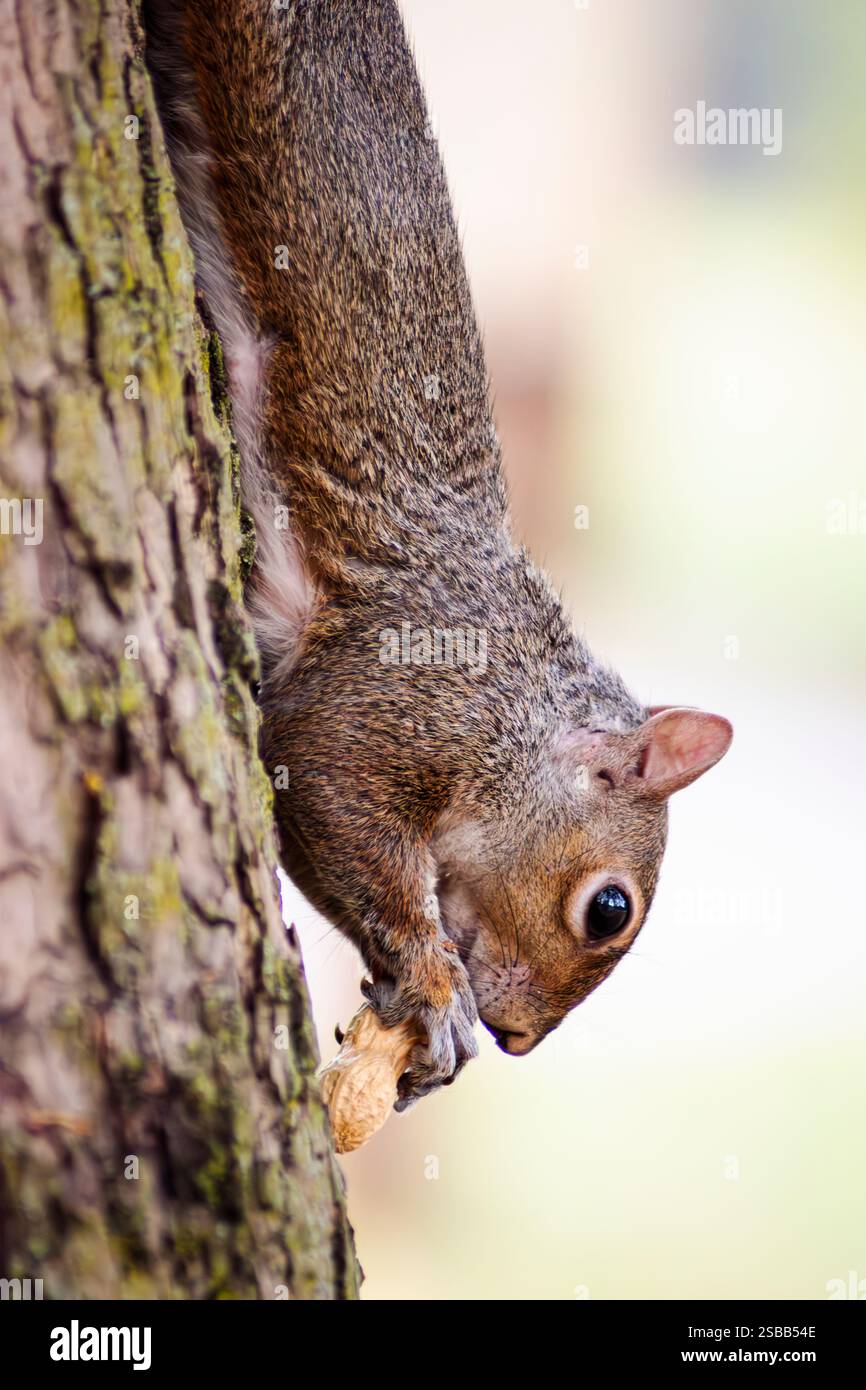 A friendly creature hi-res stock photography and images - Alamy