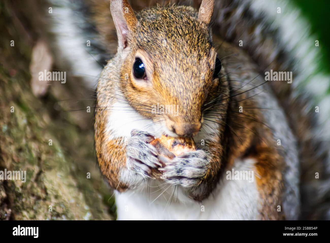 Eurasian gray squirrel hi-res stock photography and images - Alamy