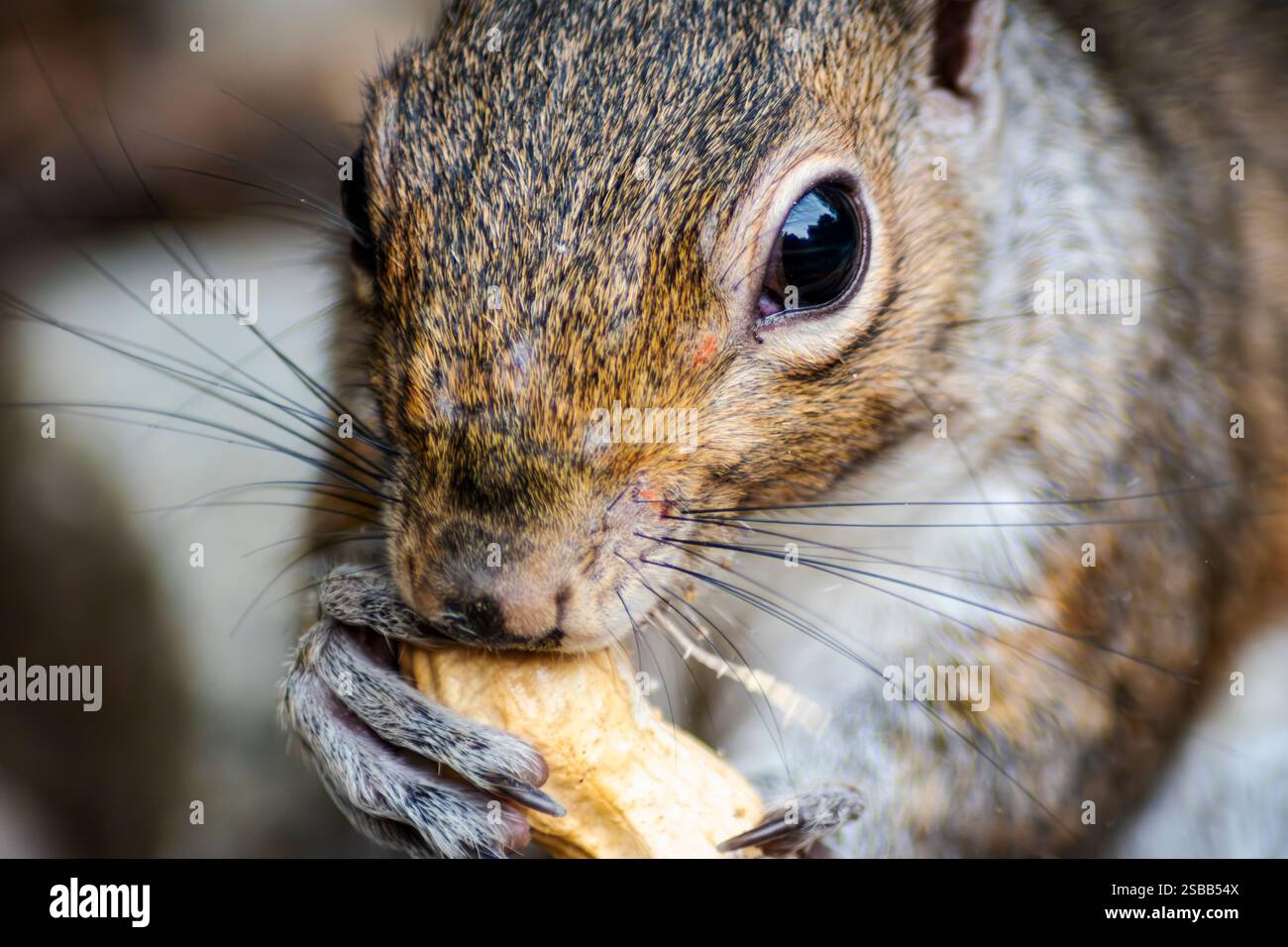 Eurasian gray squirrel hi-res stock photography and images - Alamy