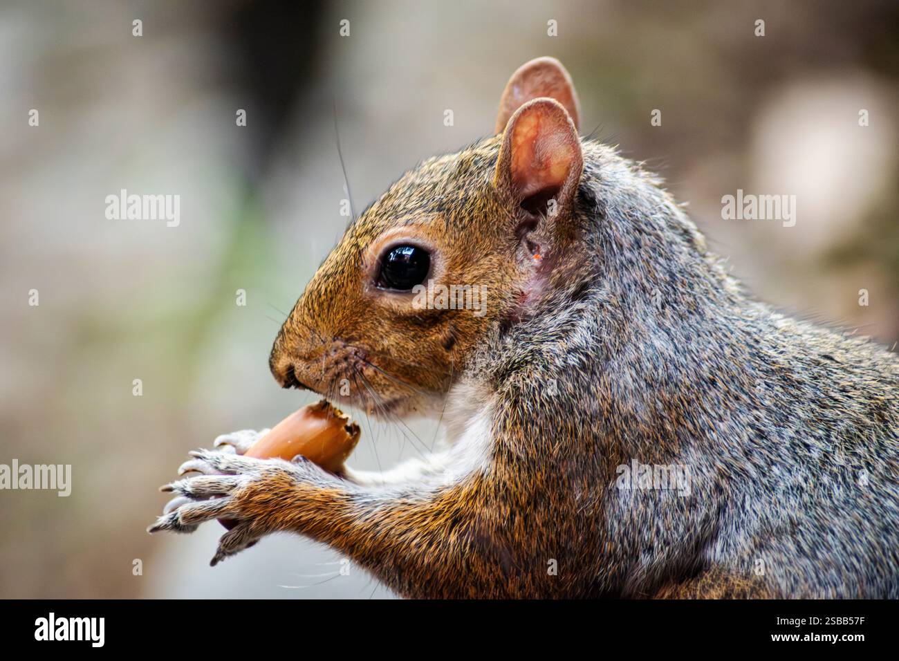 Squirrel gnawing nut portrait hi-res stock photography and images - Alamy