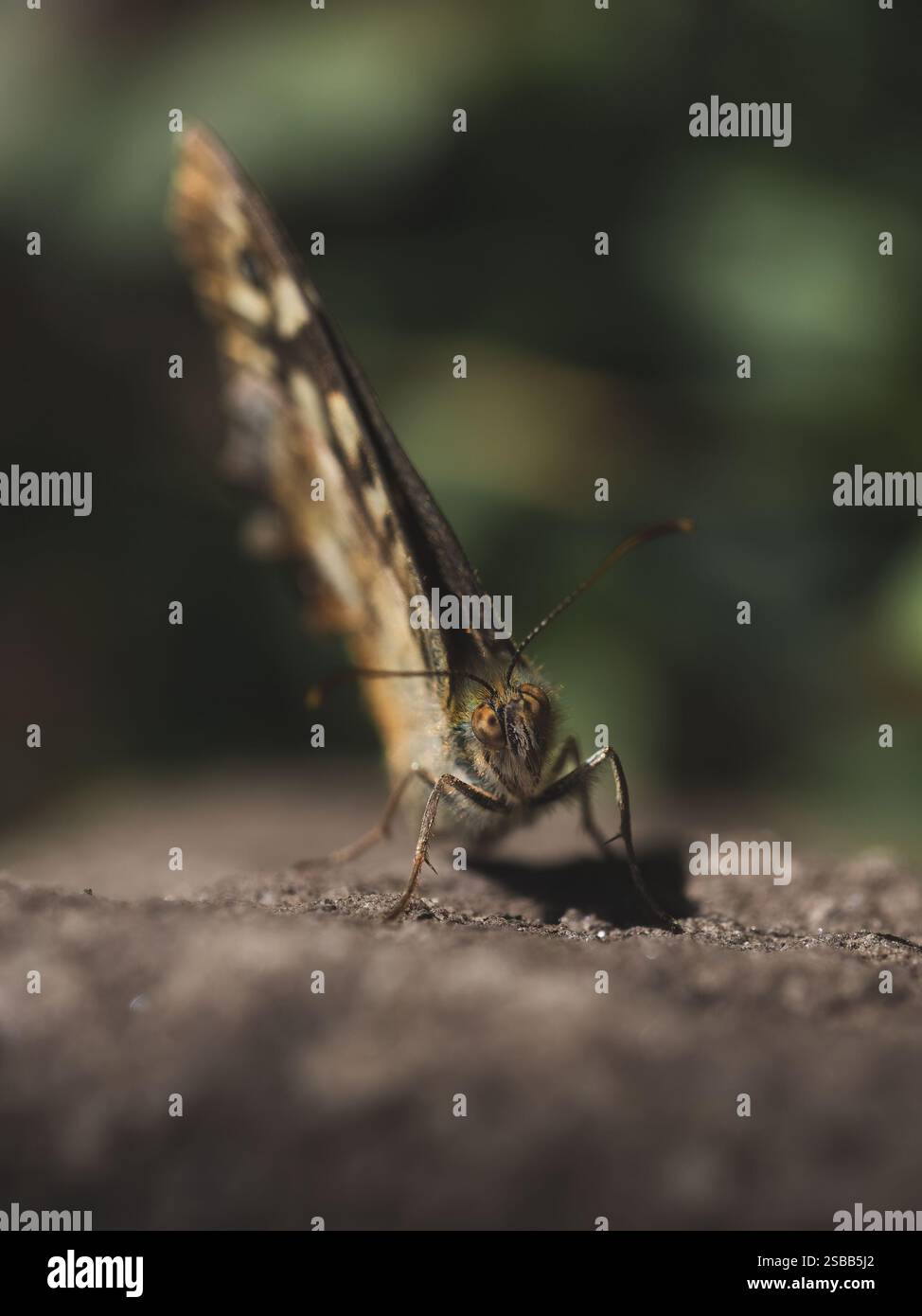 Basking speckled wood butterfly hi-res stock photography and images - Alamy