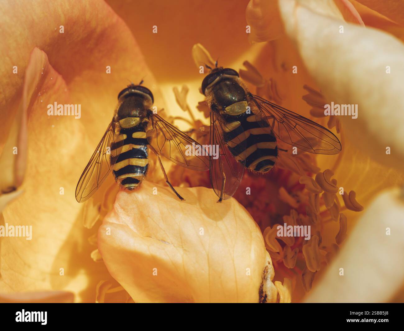 Two hover flies sharing nectar of a Rose flower Stock Photo - Alamy
