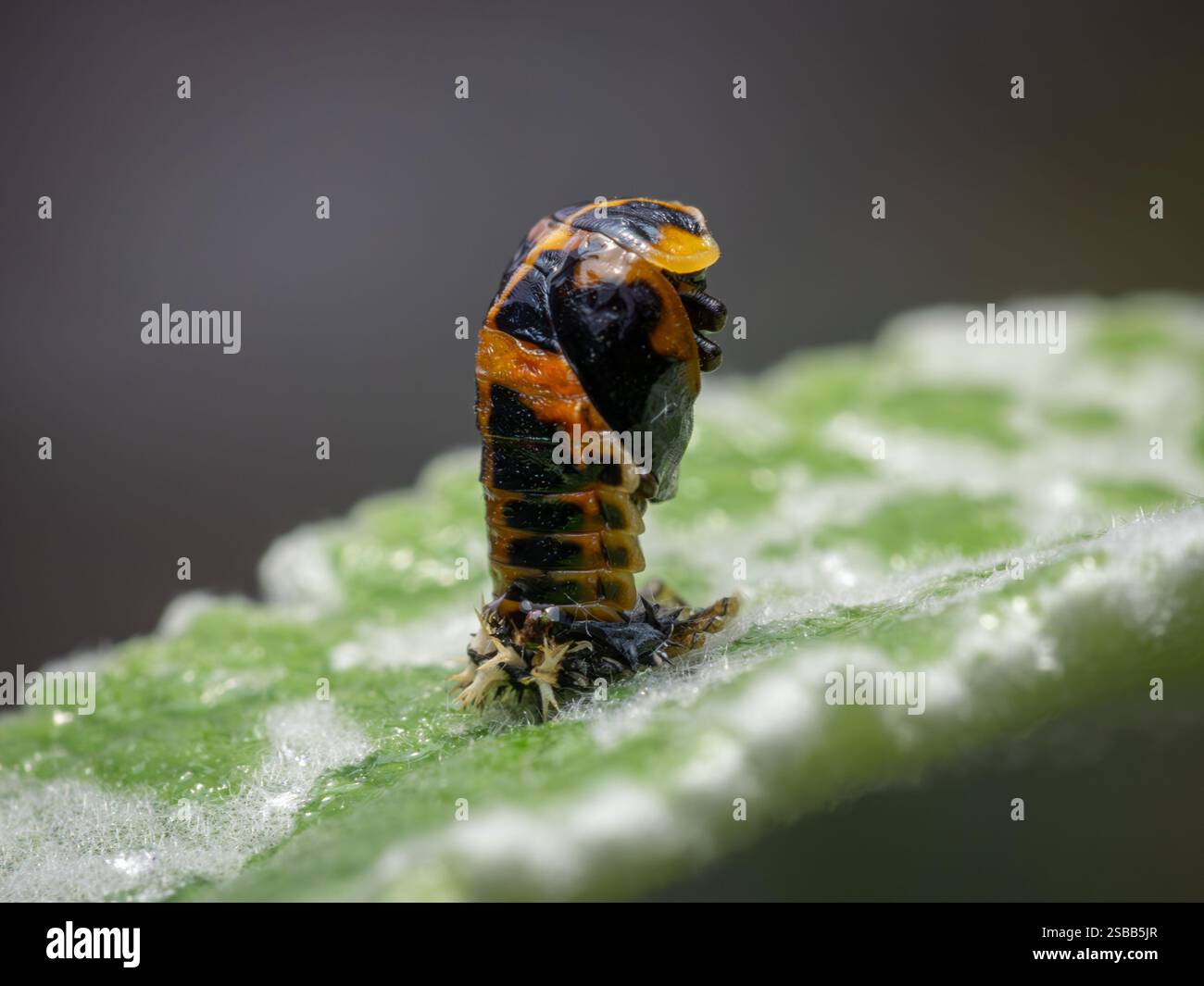 Pupae stage of a Ladybird beetle Stock Photo - Alamy