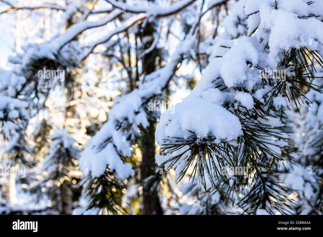 snow-covered natural green pine tree twigs close-up on sunny winter day ...
