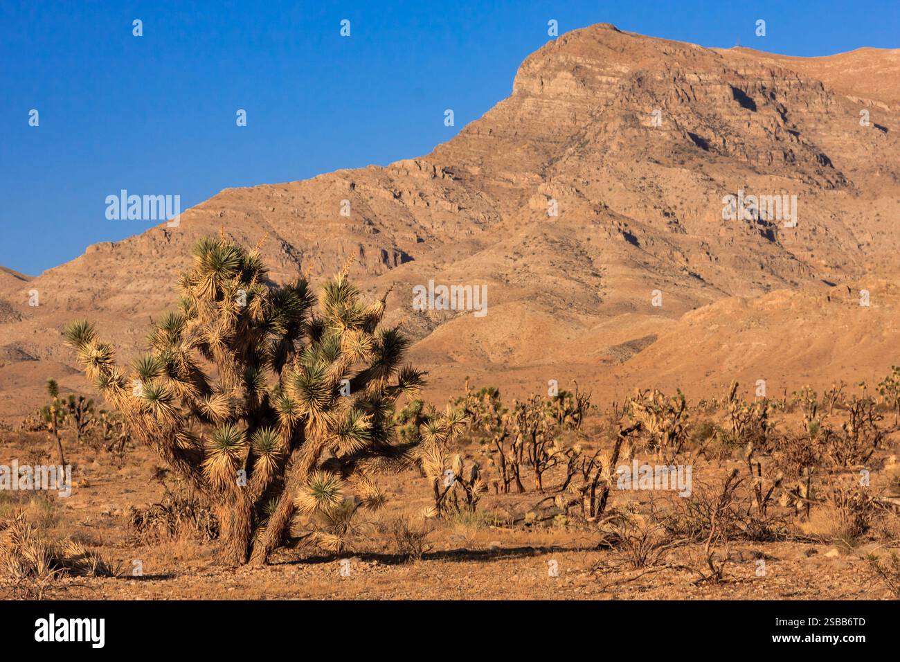 A lone tree stands in a desert landscape with a mountain in the ...