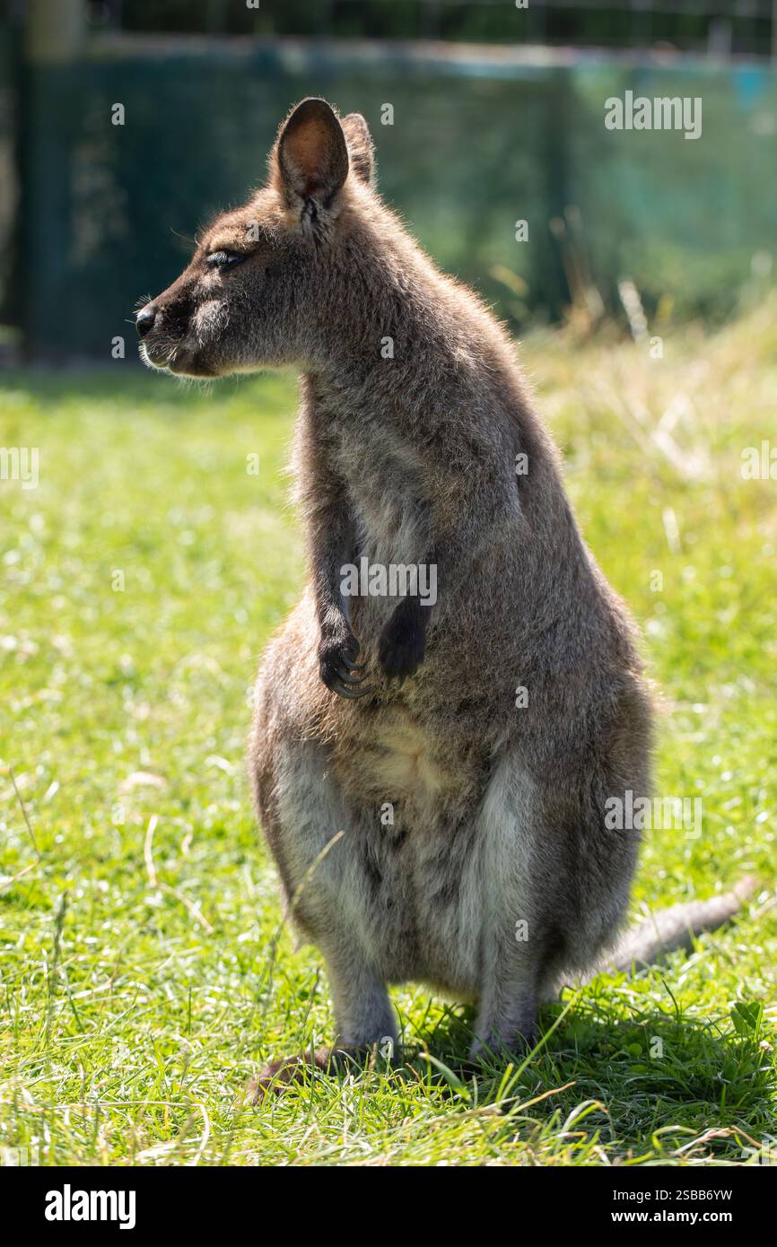 Cute fluffy wallaby in the park. Marsupial mammals. Australia Stock ...