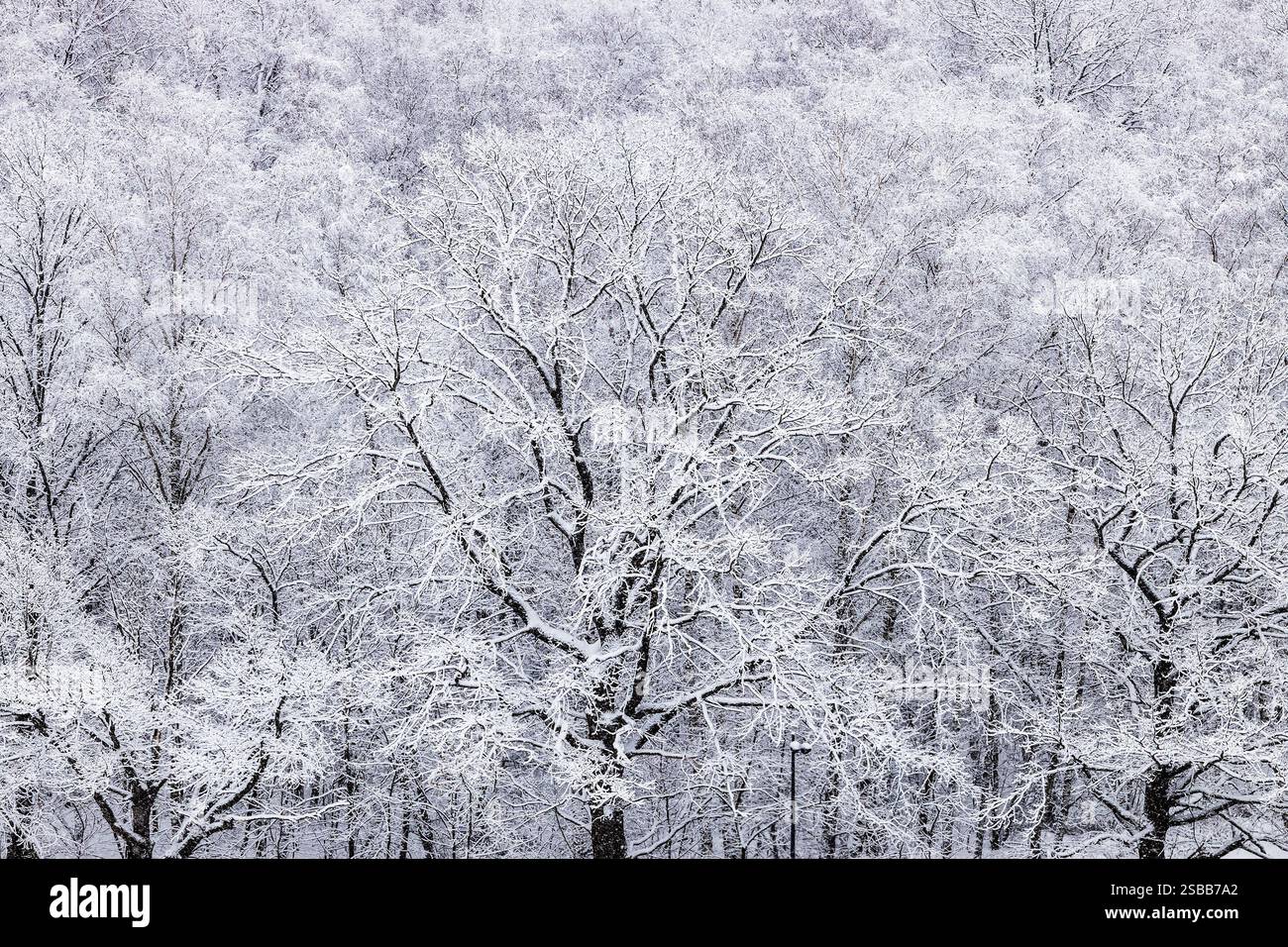 above view of snow-covered oak trees in forest of city park in snowfall ...