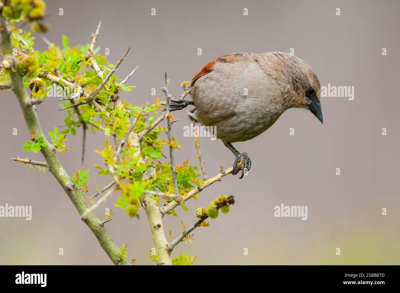 Bay winged Cowbird nesting, in Calden forest environment, La Pampa ...