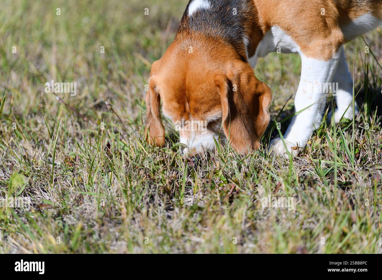 A tricolor beagle with white, brown, and black fur sniffs the grass in ...