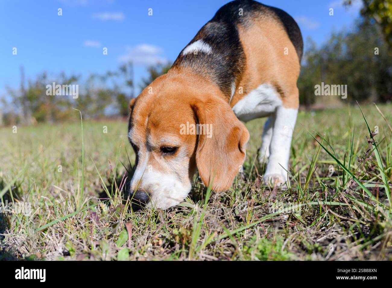 A tricolor beagle with white, brown, and black fur sniffs the grass in ...