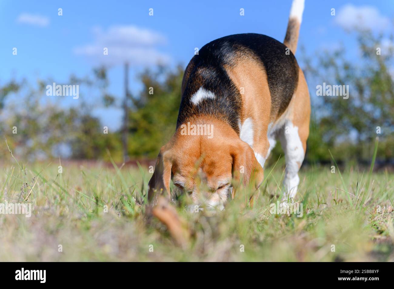 A tricolor beagle with white, brown, and black fur sniffs the grass in ...
