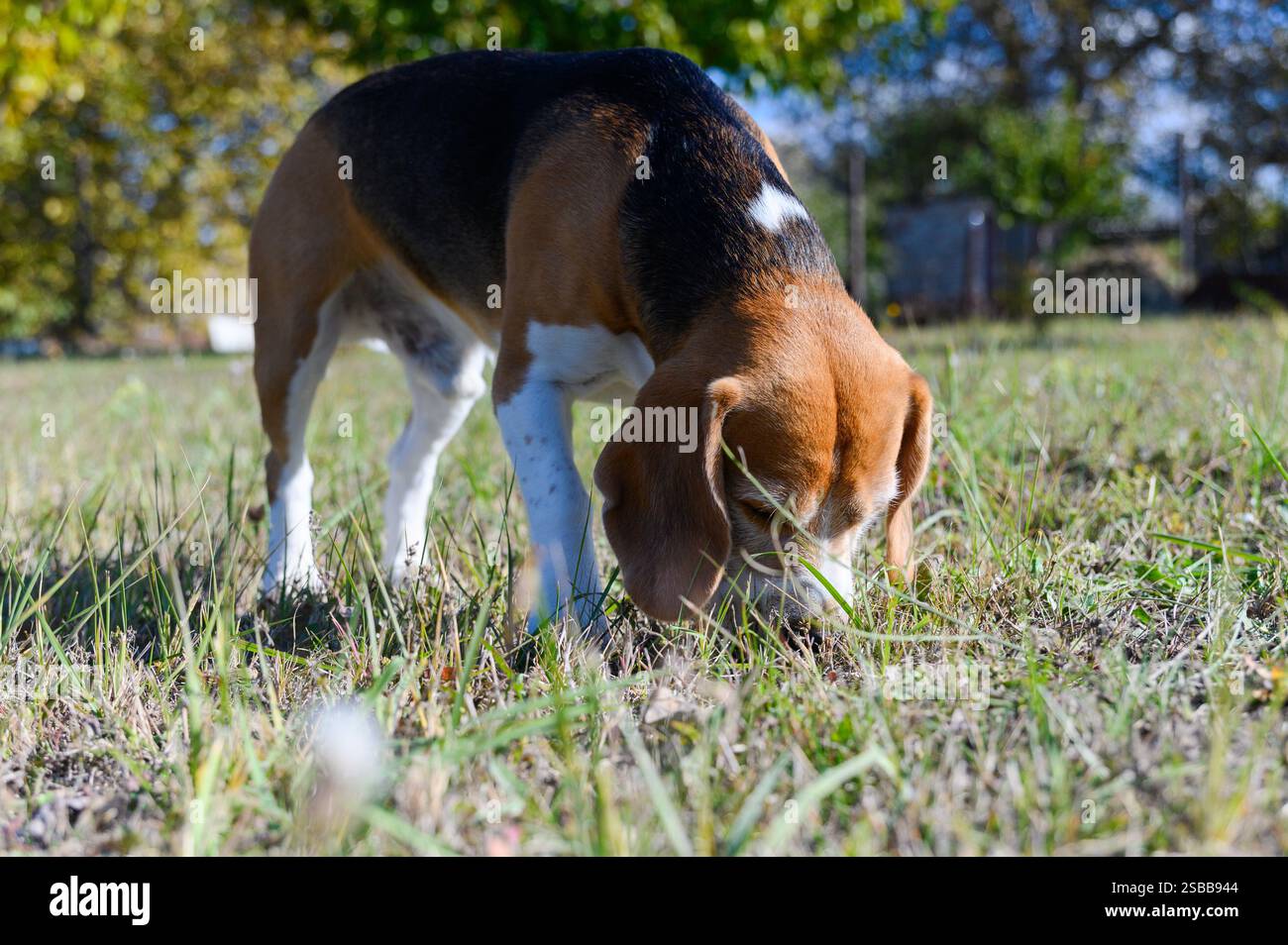 A tricolor beagle with white, brown, and black fur sniffs the grass in ...