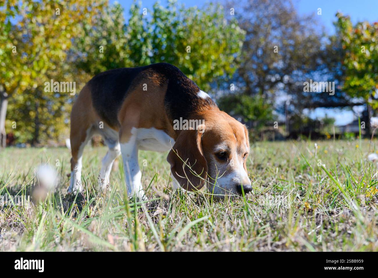 A tricolor beagle with white, brown, and black fur sniffs the grass in ...