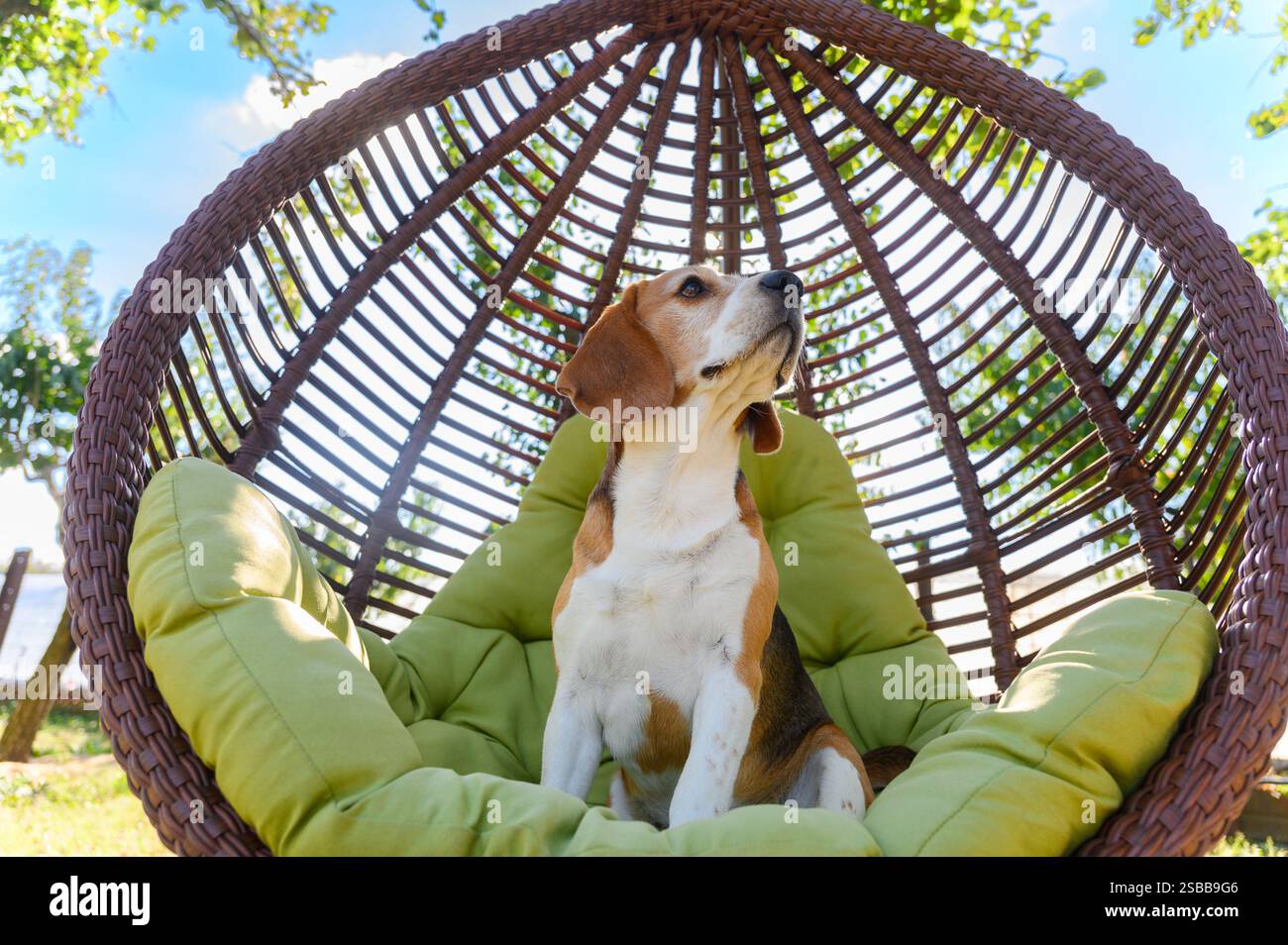 A tricolor beagle with white, brown, and black fur sits in a wicker ...