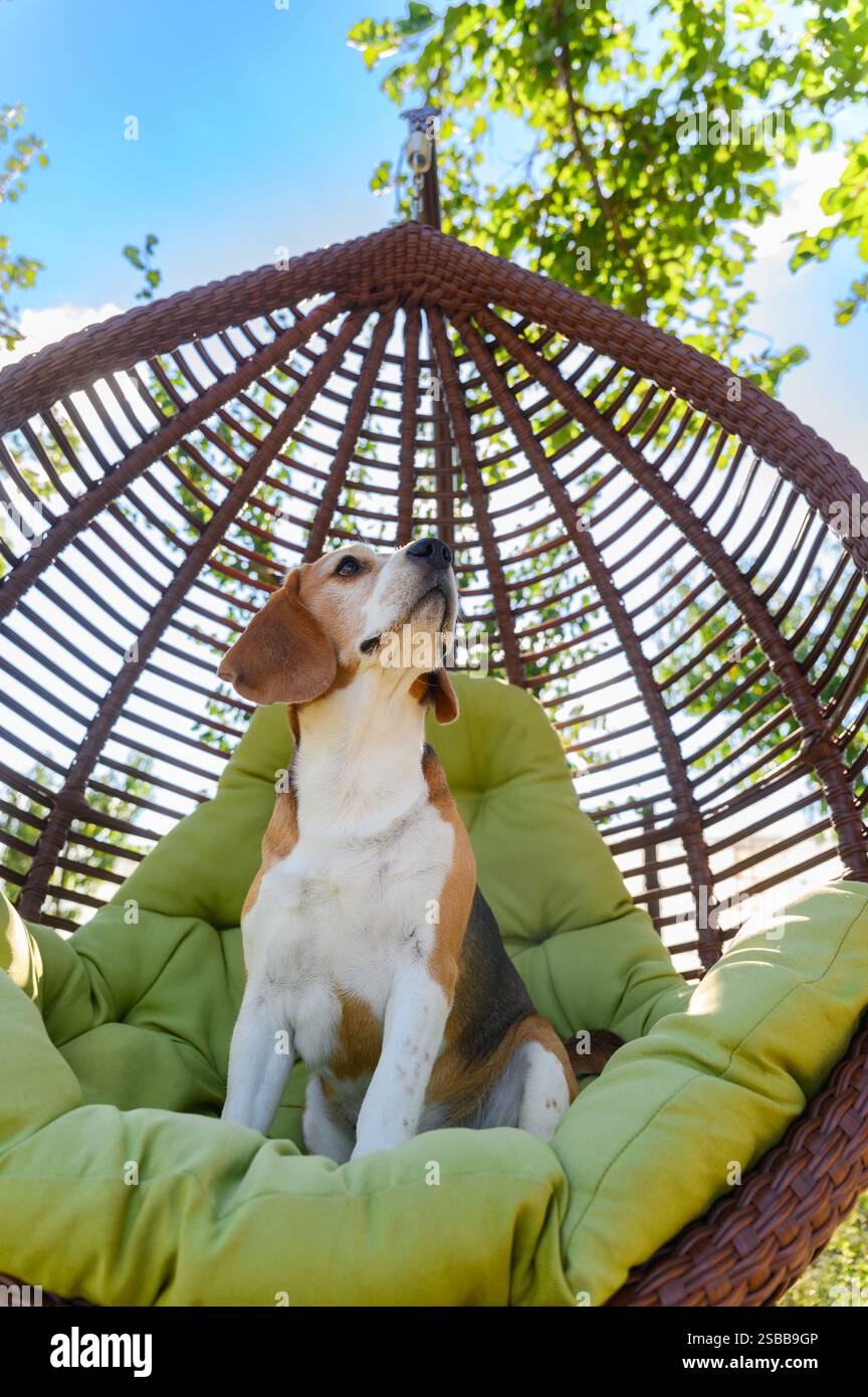 A tricolor beagle with white, brown, and black fur sits in a wicker ...