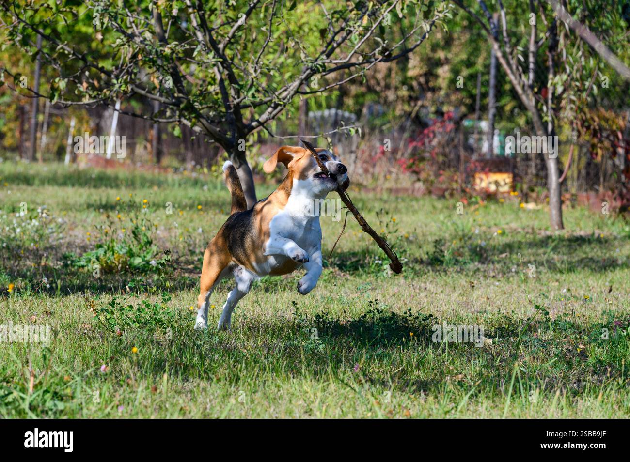 A tricolor beagle with white, brown, and black fur jumps through a ...