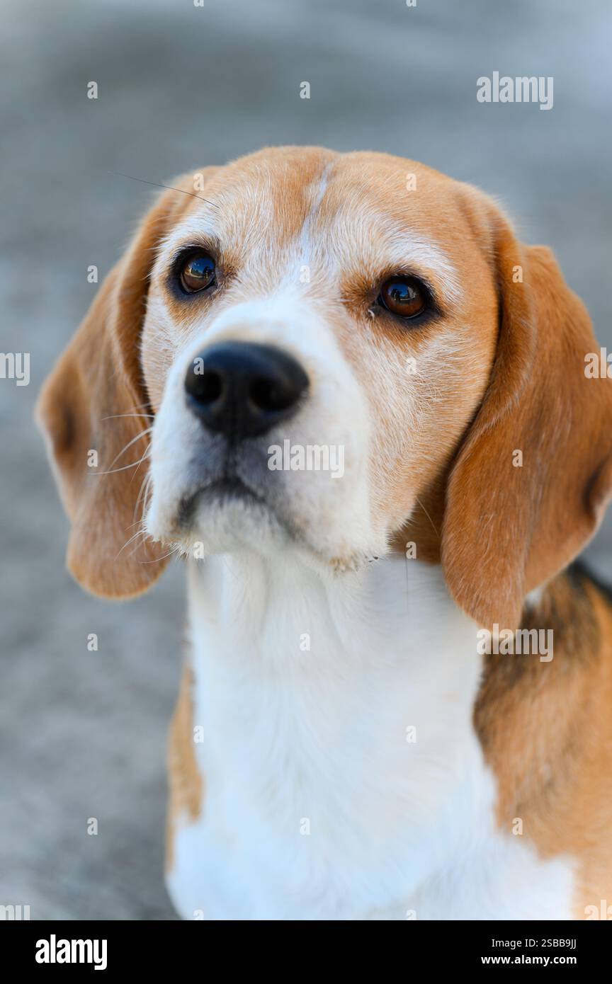 A tricolor beagle with brown, white, and black fur is captured in a ...