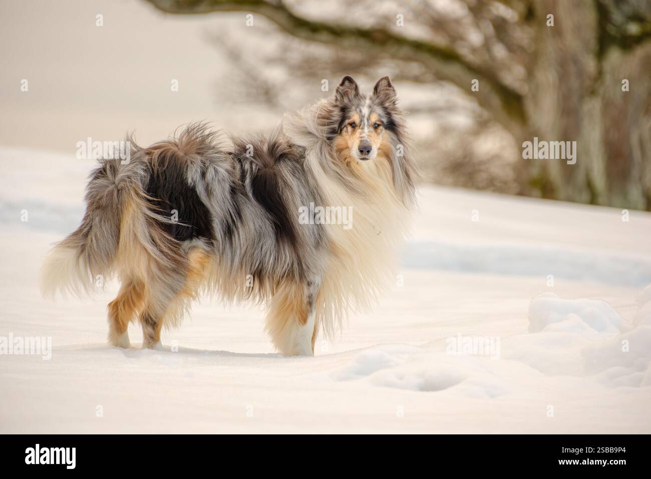 A wonderful dog stands in a snowy landscape with an old oak tree in the ...