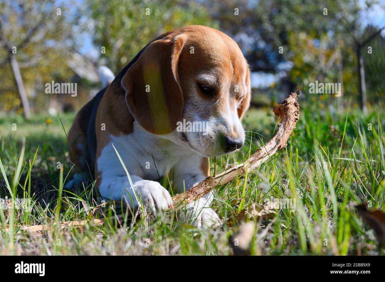 A tricolor beagle with white, brown, and black fur lies on the grass ...