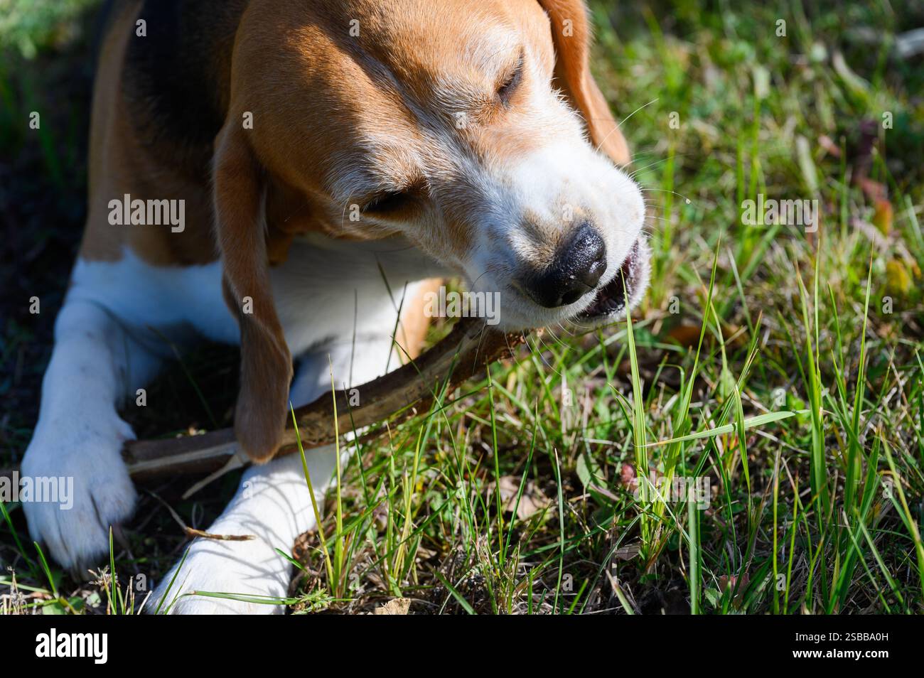 A tricolor beagle with white, brown, and black fur lies on the grass ...