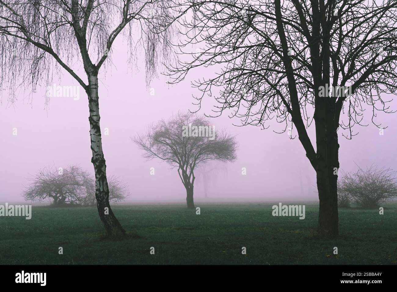 Bäume auf einem Feld im Nebel in Kirchwerder, Hamburg, Deutschland ...