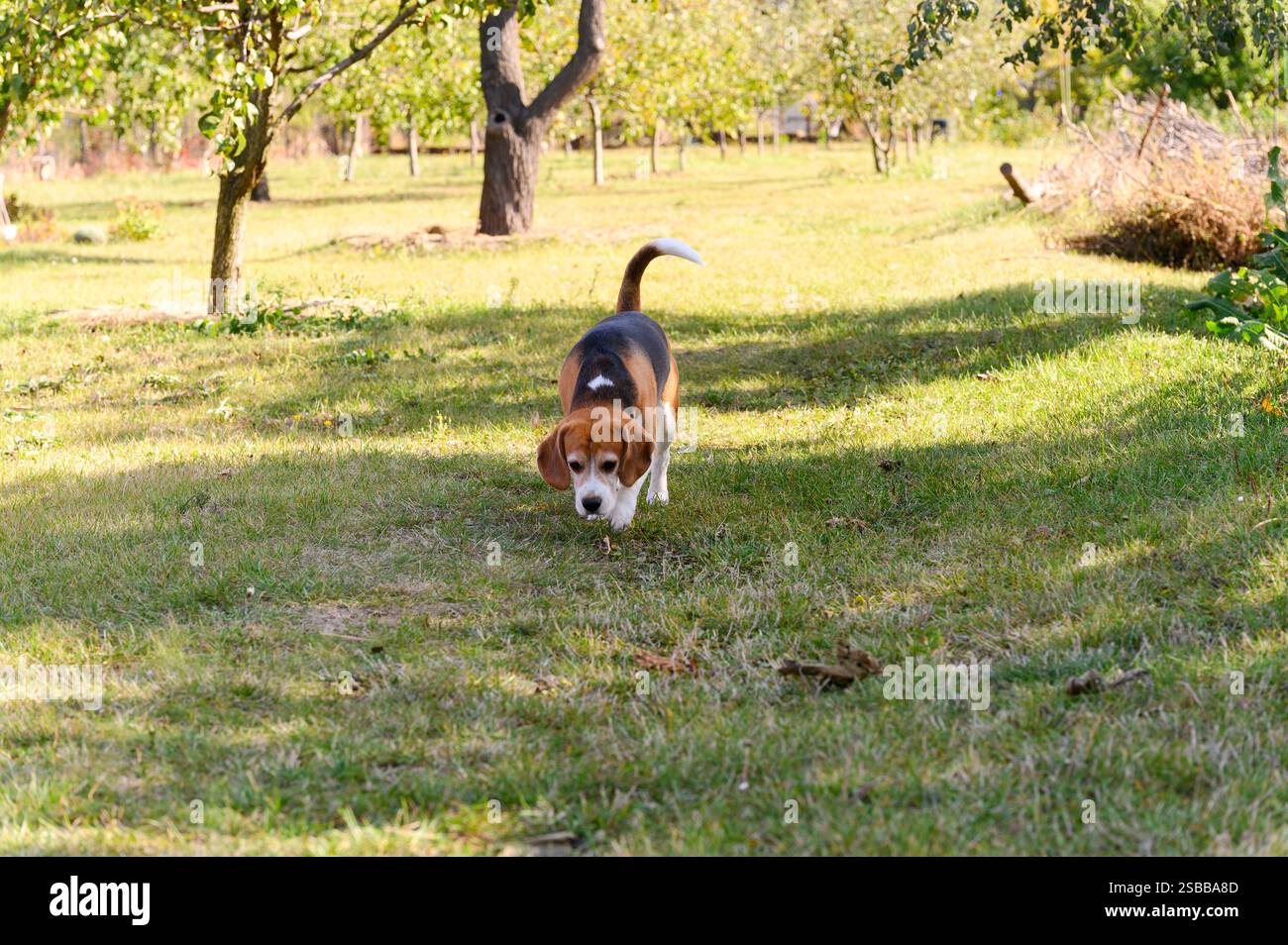 A tricolor beagle with white, brown, and black fur sniffs the grass in ...