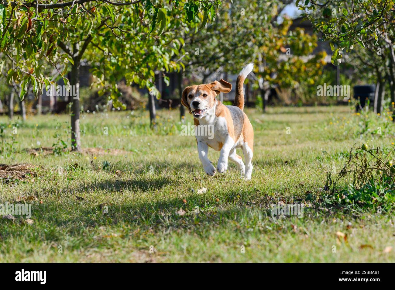 A tricolor beagle with white, brown, and black fur runs energetically ...