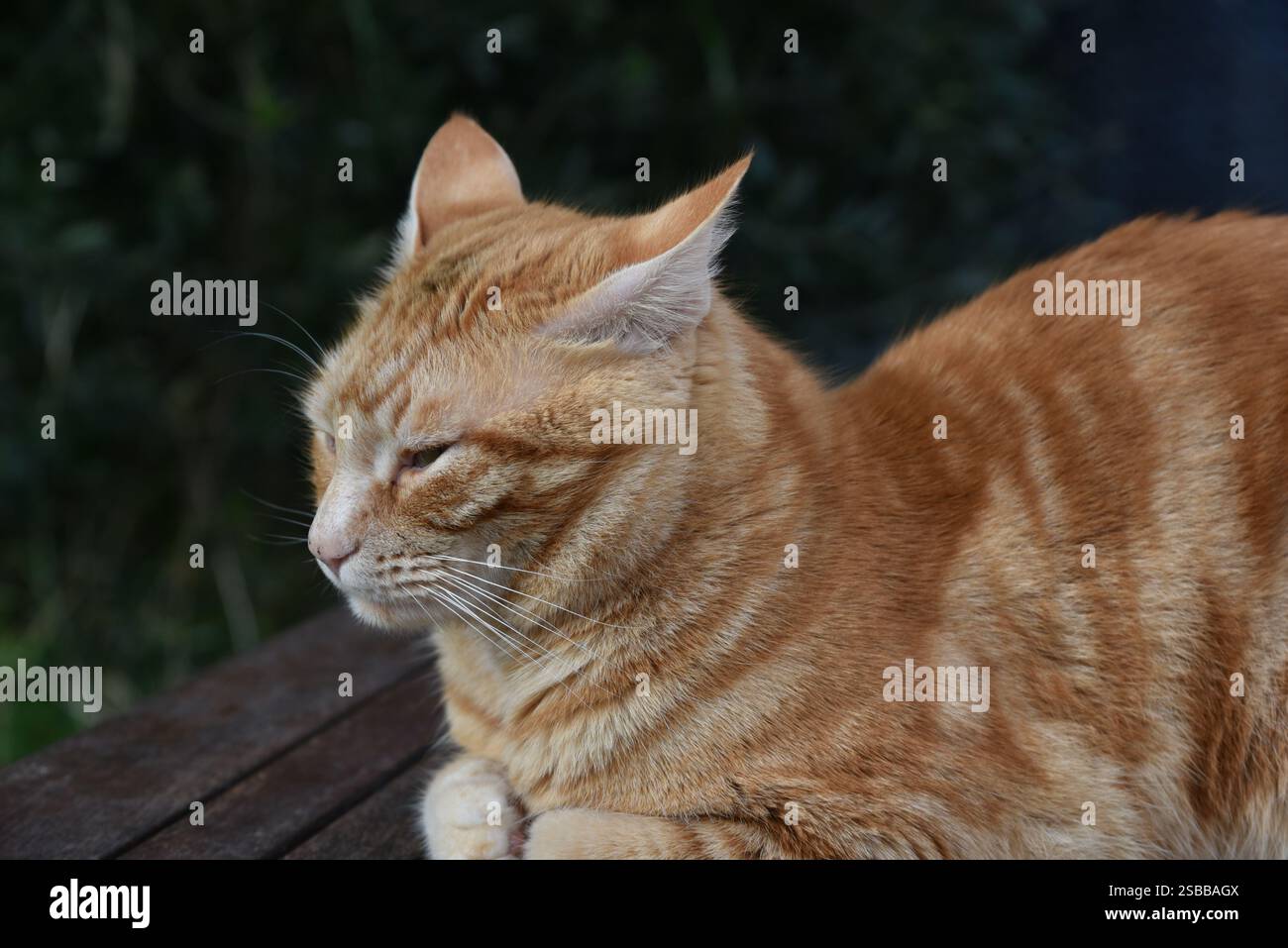 Original Ginger Tabby Cat Stock Photo - Alamy