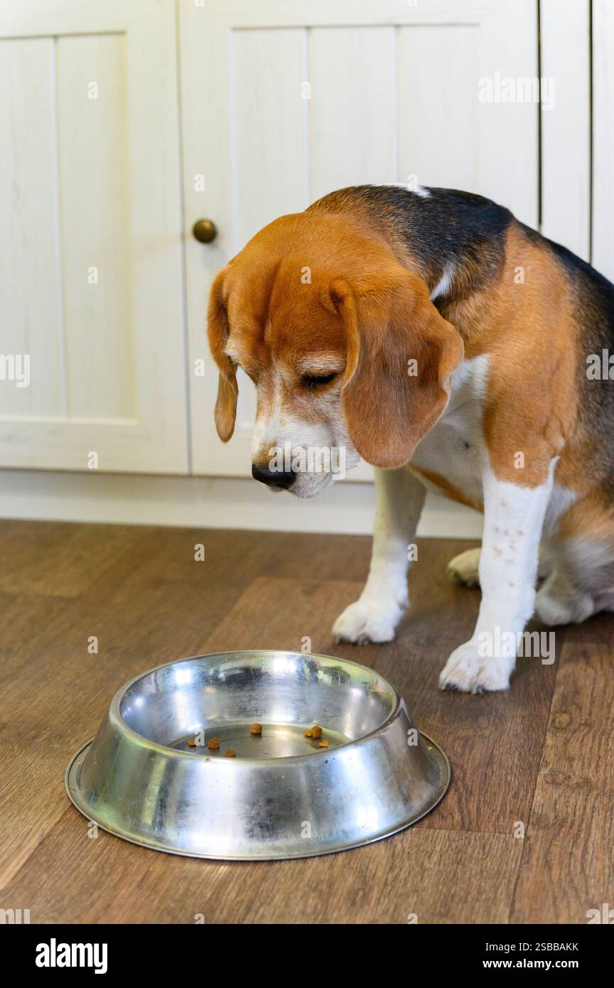 A tricolor beagle with brown, white, and black fur sits on a wooden ...