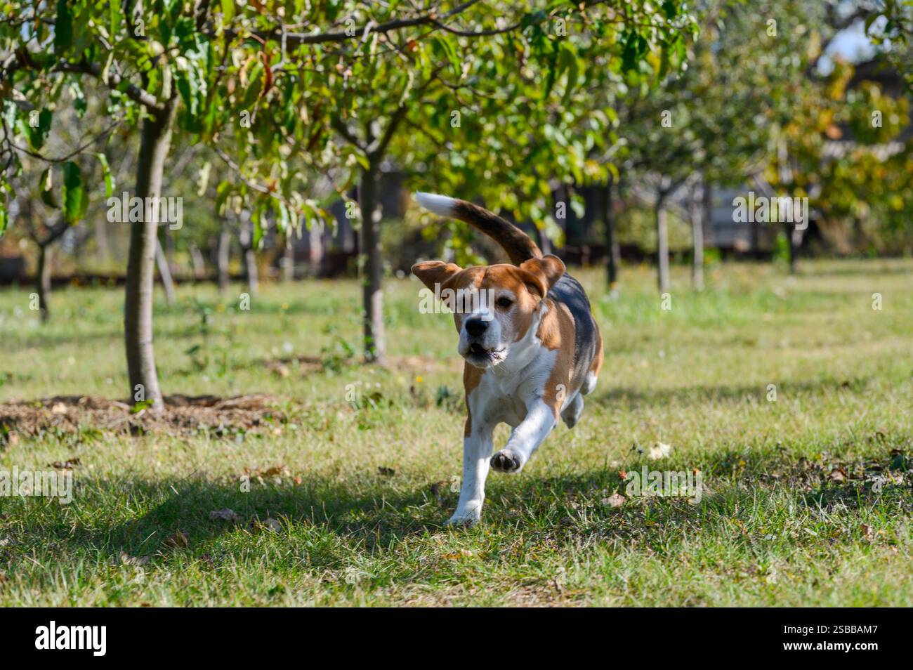 A tricolor beagle with white, brown, and black fur runs energetically ...