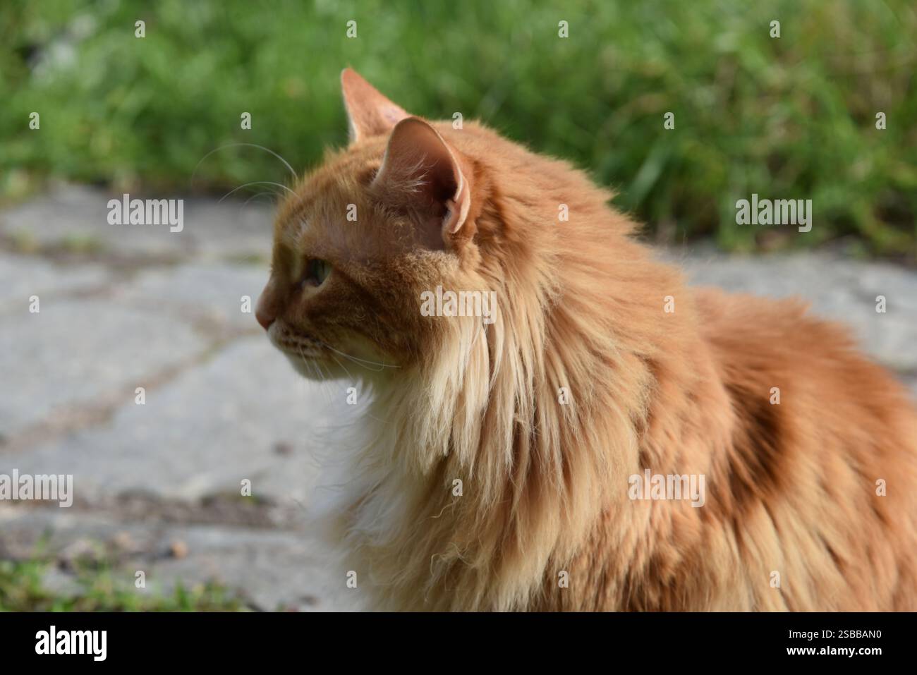 Original Ginger Tabby Cat Stock Photo - Alamy