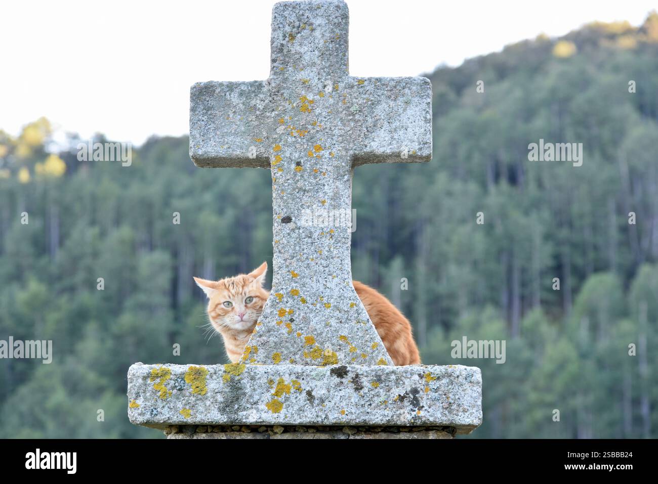 Original Ginger Tabby Cat Stock Photo - Alamy