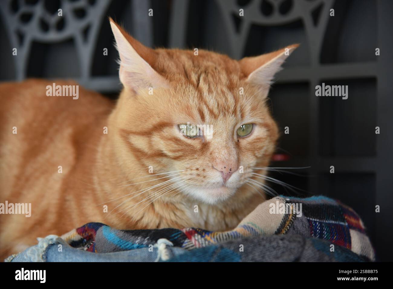 Original Ginger Tabby Cat Stock Photo - Alamy