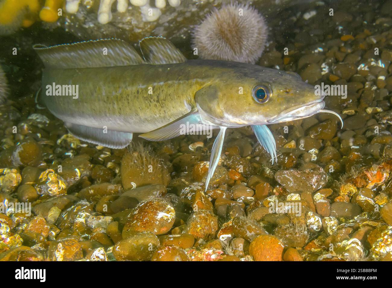adult ling photographed off of St. Abbs head, Scotland at a depth of ...