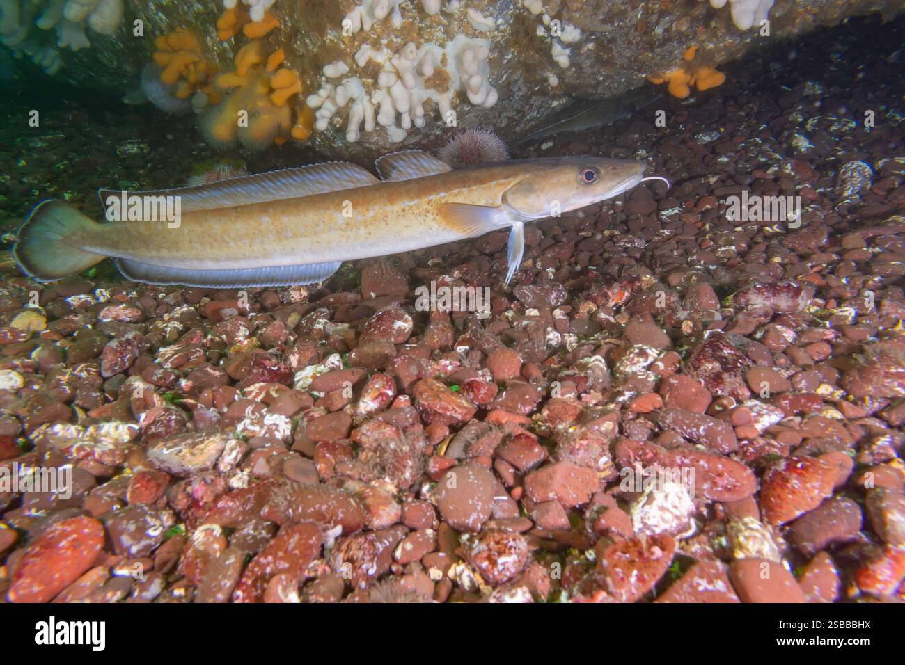 Ling fish hi-res stock photography and images - Alamy