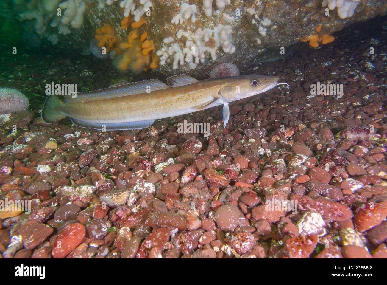 adult ling photographed off of St. Abbs head, Scotland at a depth of ...