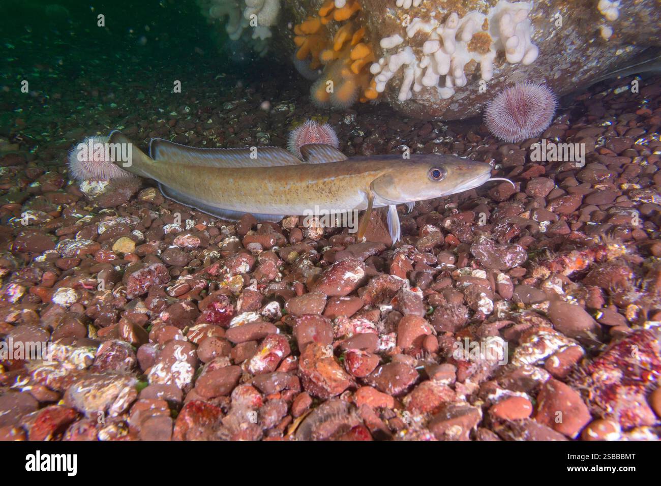 Ling fish hi-res stock photography and images - Alamy