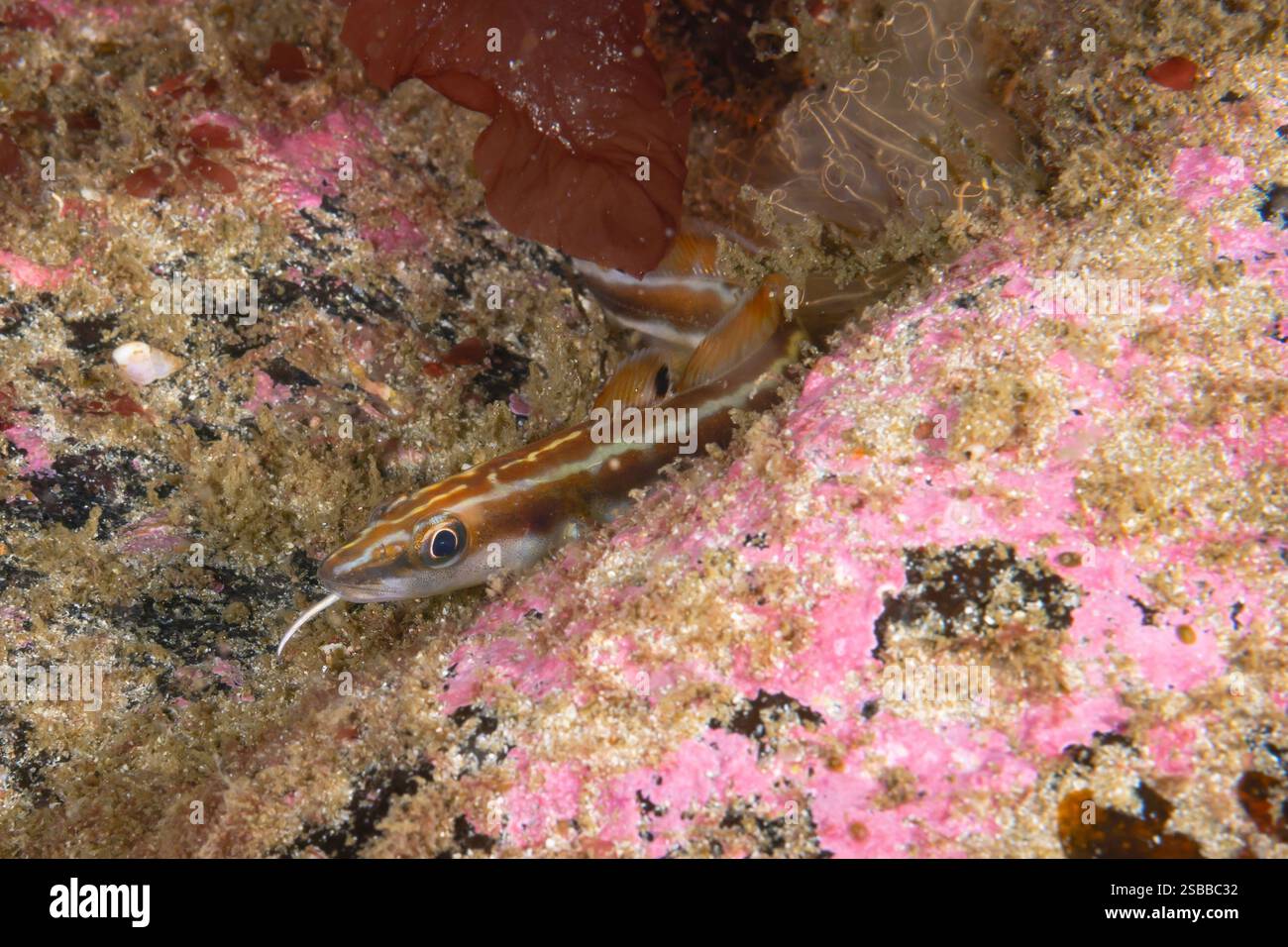 colourful juvenile ling photographed offshore from kinlochbervie ...