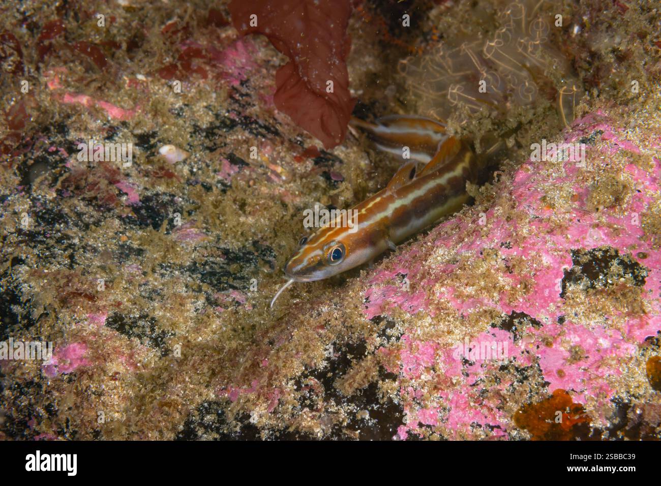 colourful juvenile ling photographed offshore from kinlochbervie ...