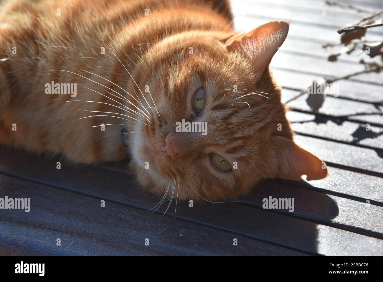 Original Ginger Tabby Cat Stock Photo - Alamy