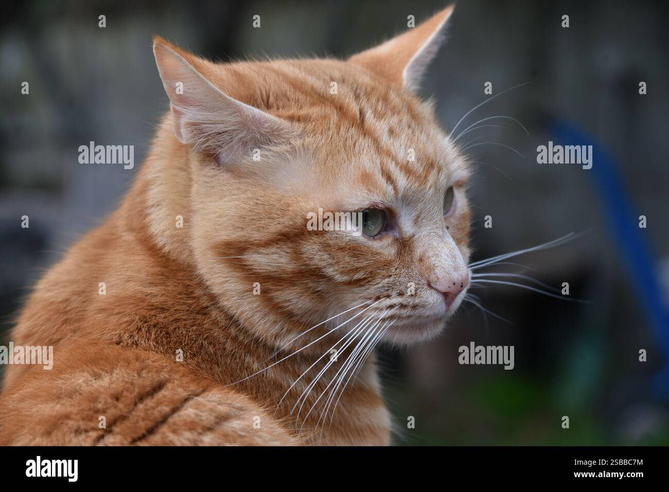 Original Ginger Tabby Cat Stock Photo - Alamy