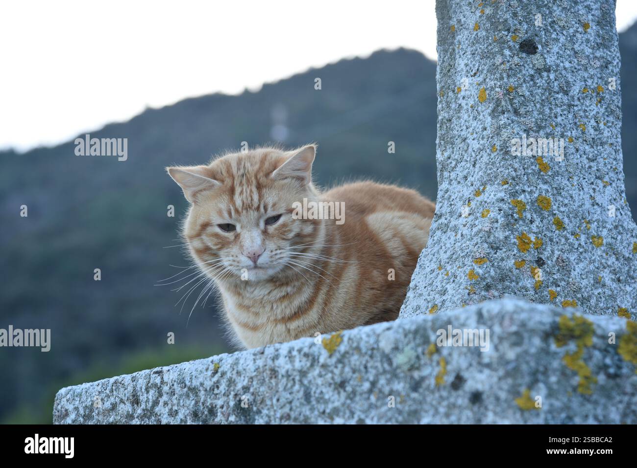 Saad cat hi-res stock photography and images - Alamy