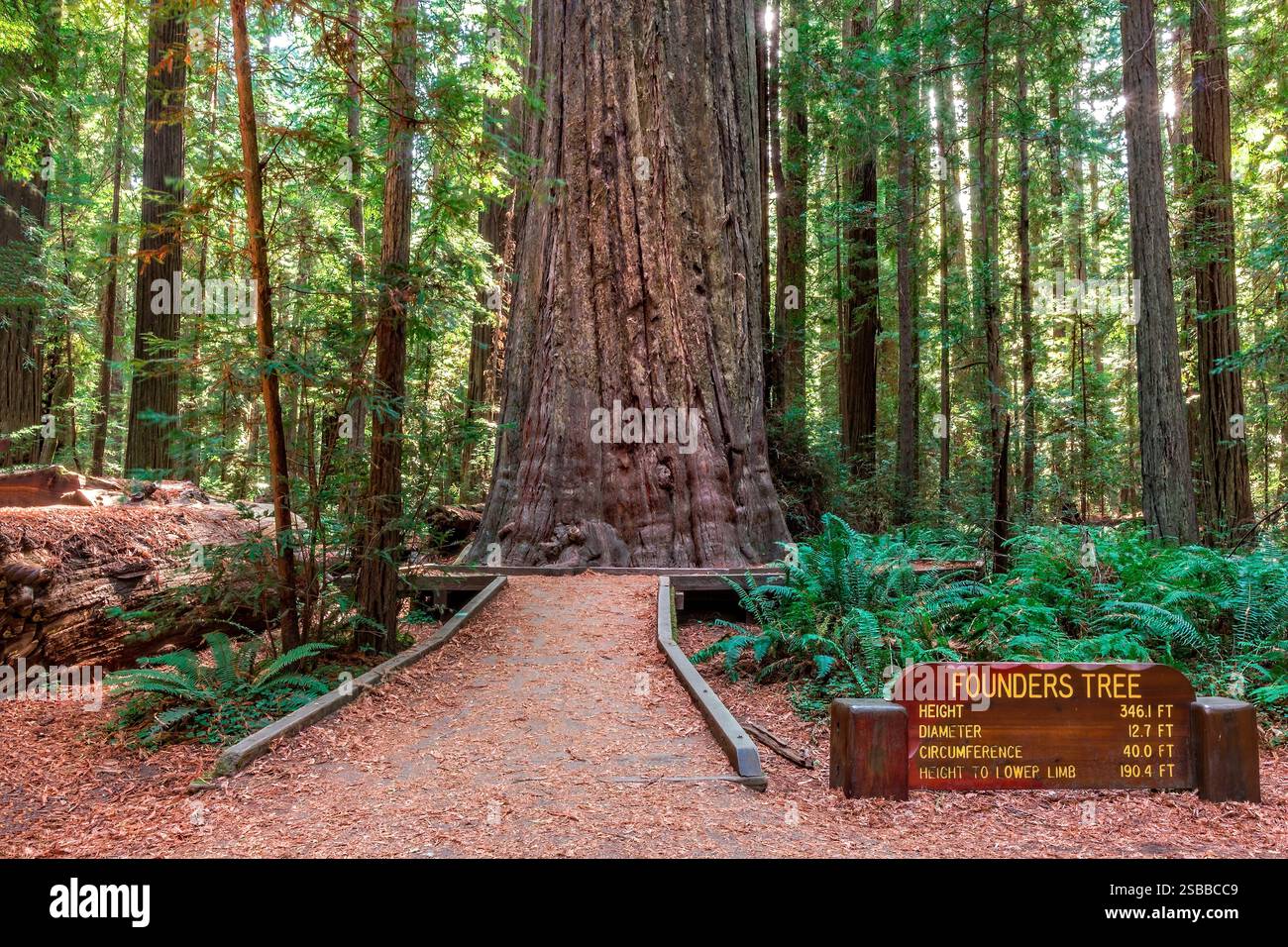 The Redwood Founders Tree in the Humboldt Redwoods State Park ...