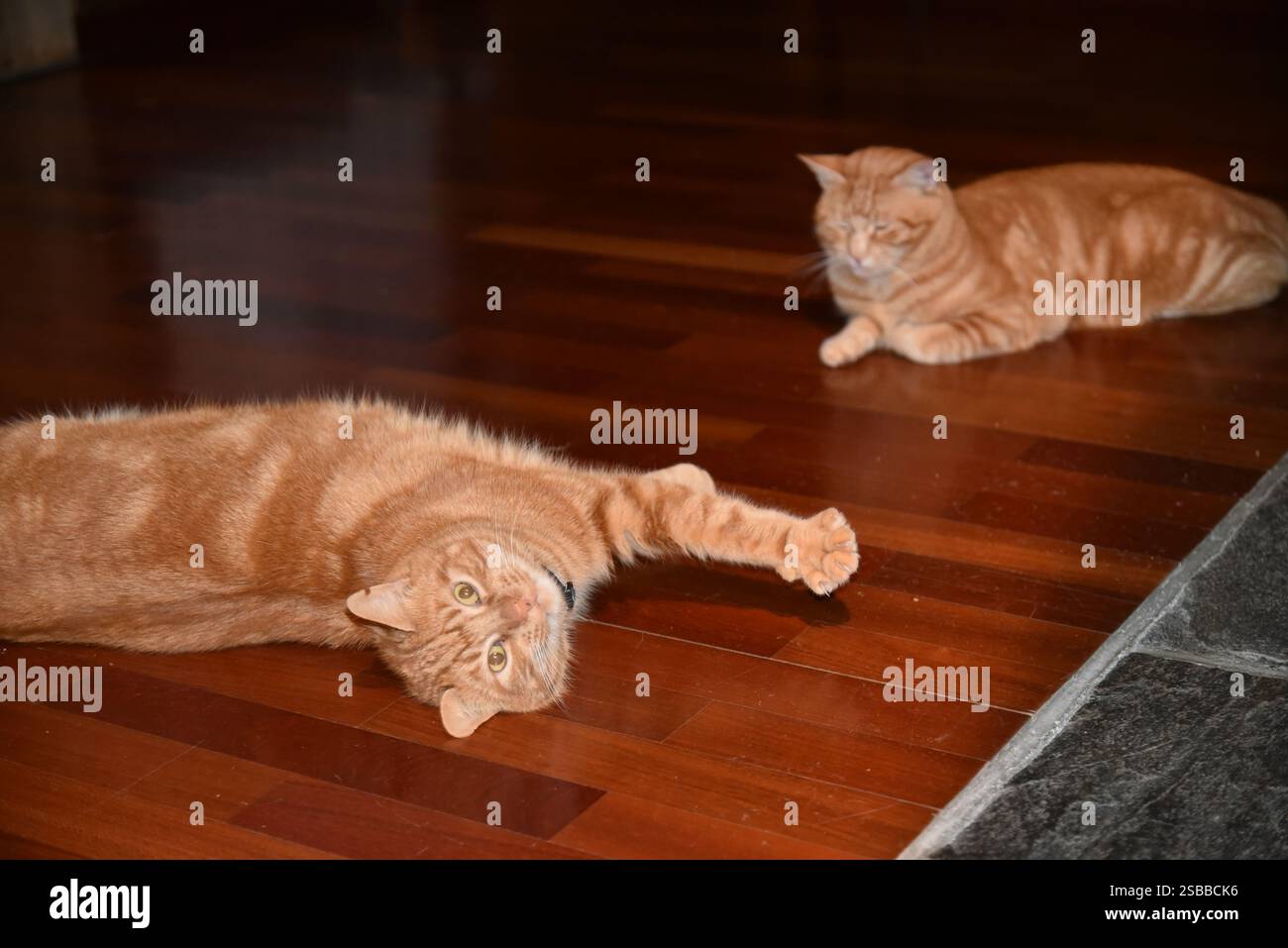 Original Ginger Tabby Cat Stock Photo - Alamy