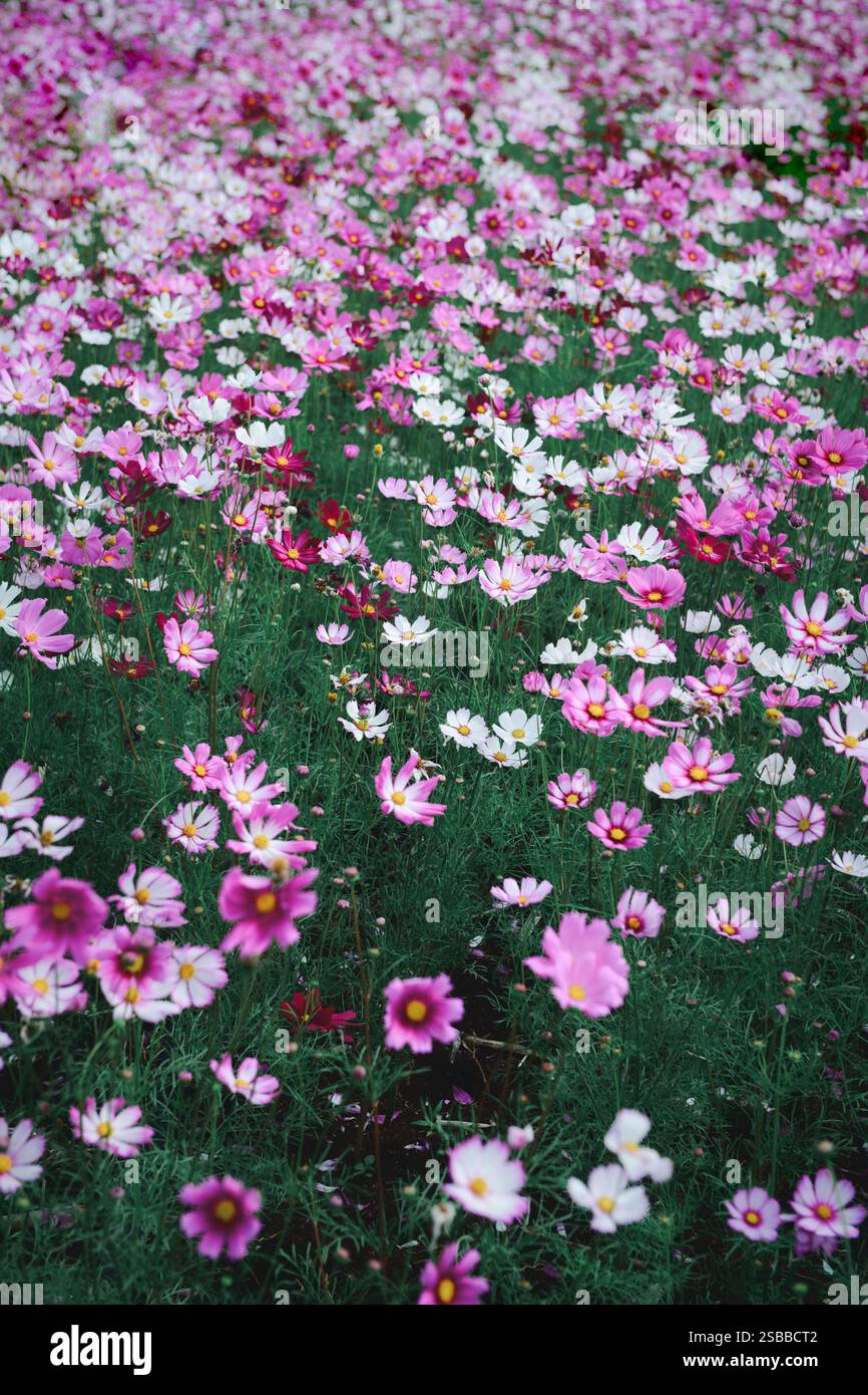 beautiful pink cosmos flowers in the farming area. flower field on ...